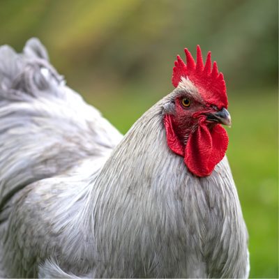 Gallery – Renegade Chicken