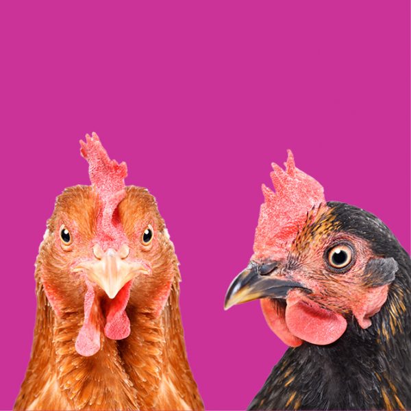 Renegade Chicken – Renegade Chicken